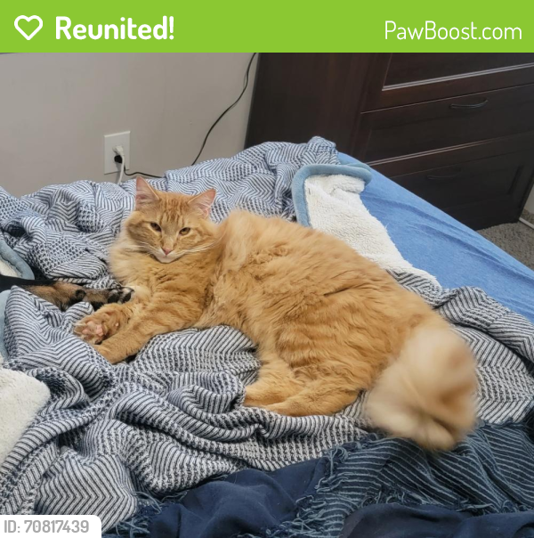Reunited Male Cat in Minneapolis, MN 55422 (ID: 70817439) | PawBoost