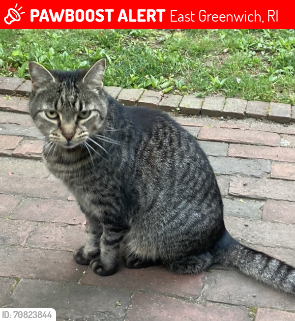 East Greenwich, RI Lost Female Cat, Jax Is Missing | PawBoost