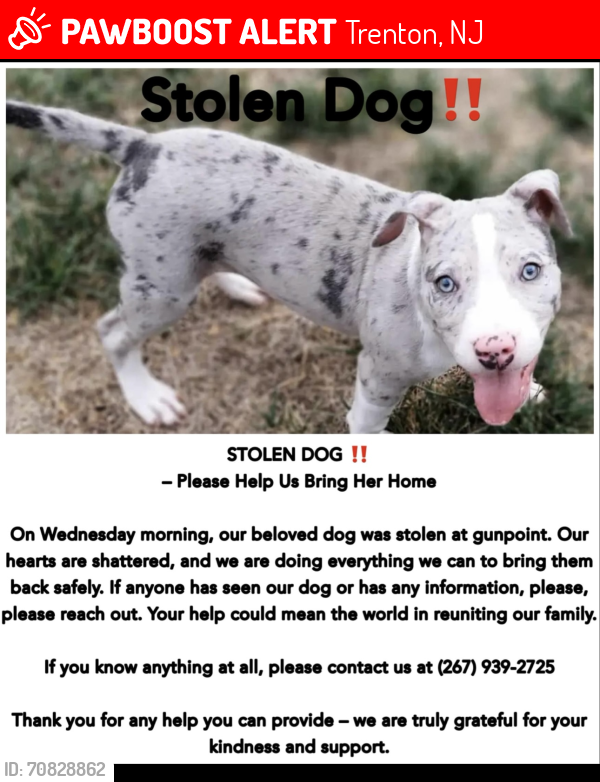 Trenton, NJ Lost Female Dog, Nola Is Missing | PawBoost