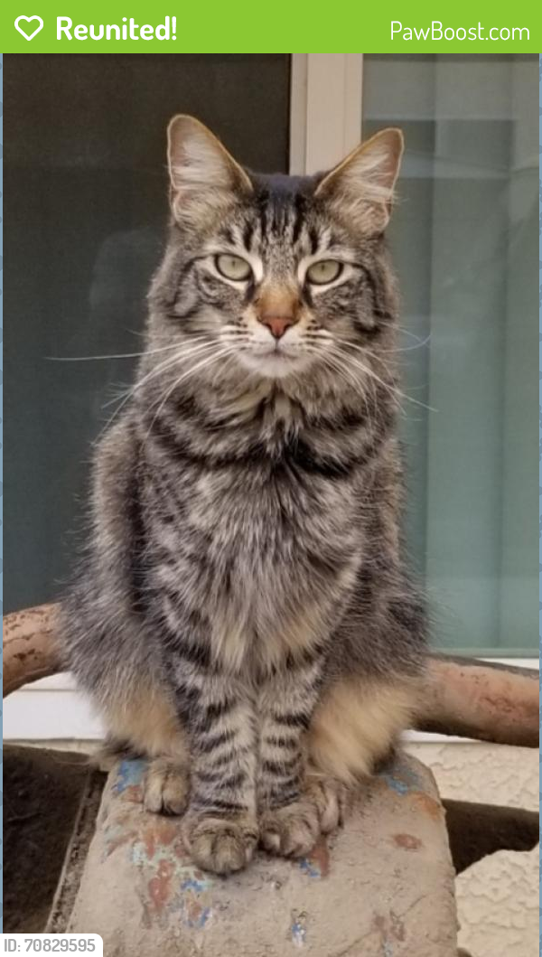 Reunited Female Cat in Lancaster, CA 93536 (ID: 70829595) | PawBoost