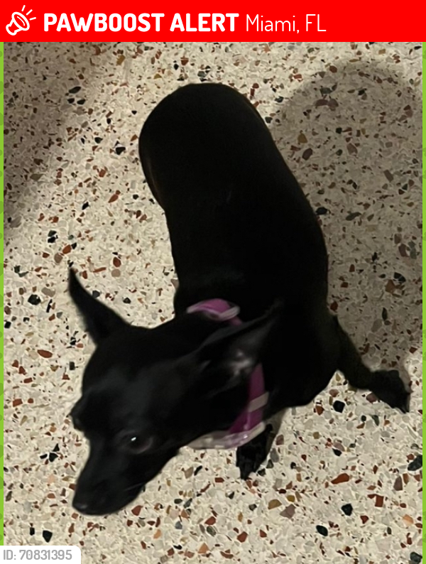 Miami, FL Lost Female Dog, Symbad Is Missing | PawBoost