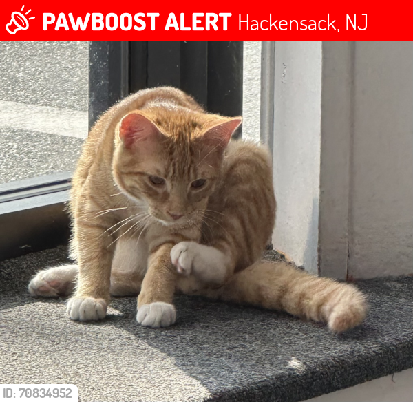 Hackensack, NJ Lost Male Cat, Simba Is Missing | PawBoost