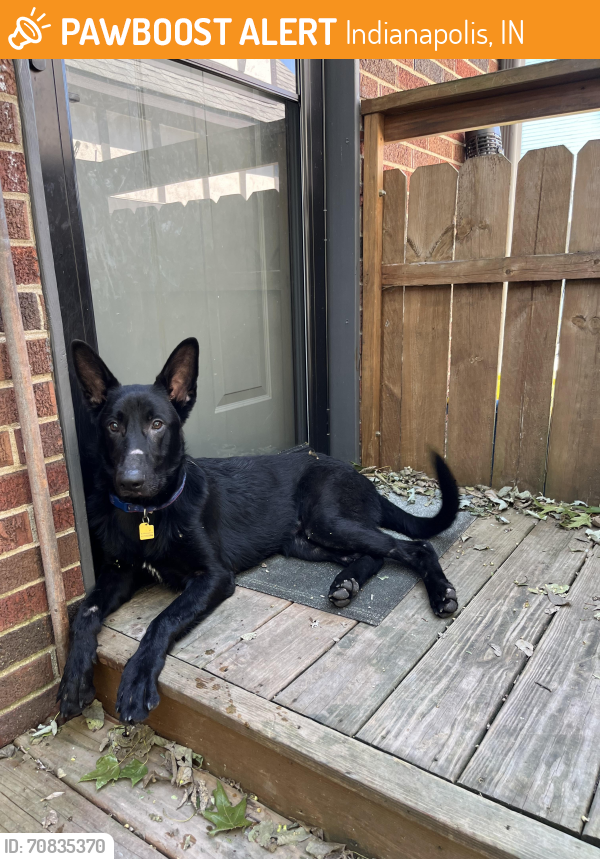 Indianapolis, IN Stray Male Dog Found Near 10th and Rural | PawBoost