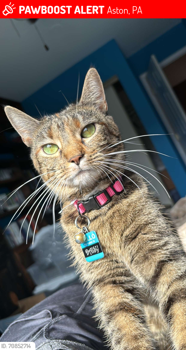 Aston, PA Lost Female Cat, Daisy Is Missing | PawBoost