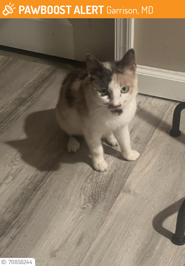 Garrison, MD Stray Cat Found Near McDonough road & Reisterstown road ...