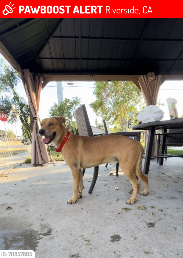 Deceased Male Dog in Riverside, CA 92507 (ID: 70857805) | PawBoost