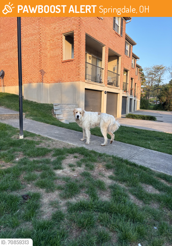 Springdale, OH Stray Male Dog Found Near Found at the lake off ...