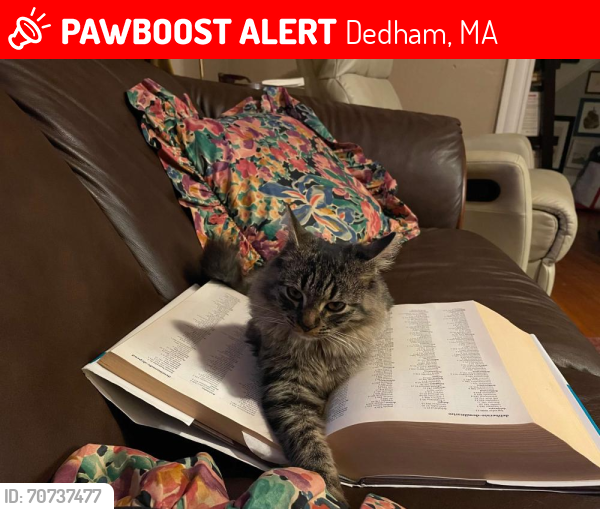 Dedham, MA Lost Female Cat, Virginia Is Missing | PawBoost