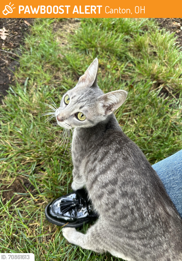 Canton, OH Stray Male Cat Found Near Demington & Croydon Dr NW | PawBoost