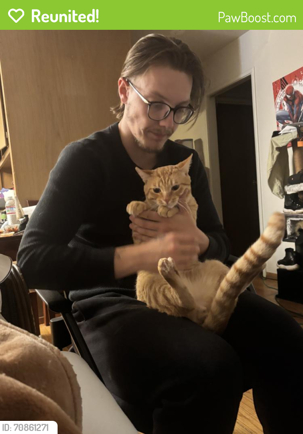Reunited Male Cat in Concord, CA 94520 (ID: 70861271) | PawBoost