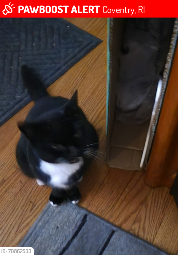 Coventry, RI Lost Female Cat, Baby Kitty Is Missing | PawBoost