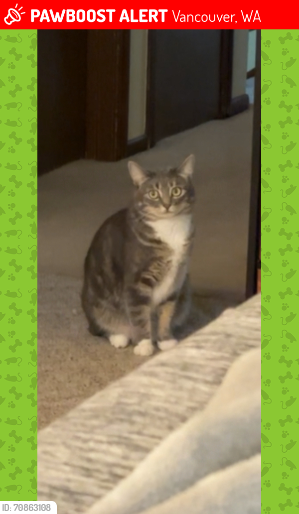 Vancouver, WA Lost Female Cat, Cavier Is Missing | PawBoost