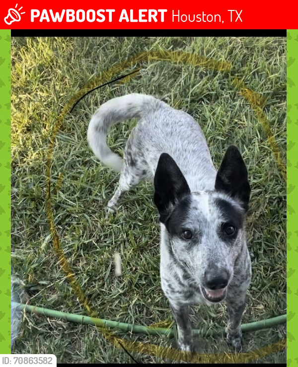 Houston, TX Lost Female Dog, Sussie Is Missing | PawBoost