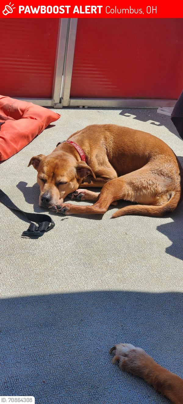 Columbus, OH Lost Female Dog, Bailey Is Missing | PawBoost