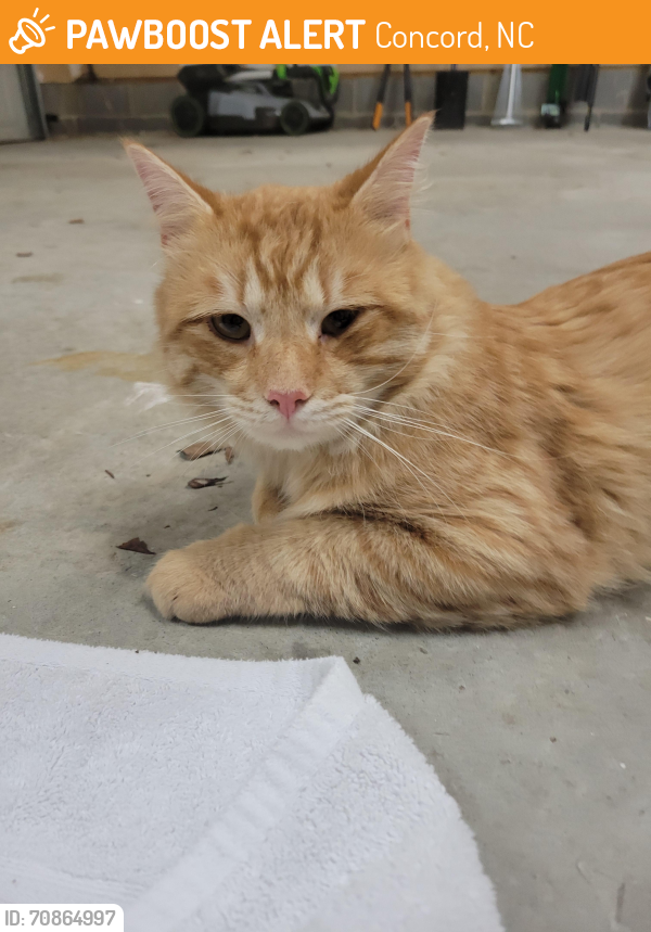 Concord, NC Stray Cat Found Near Rocky River area | PawBoost