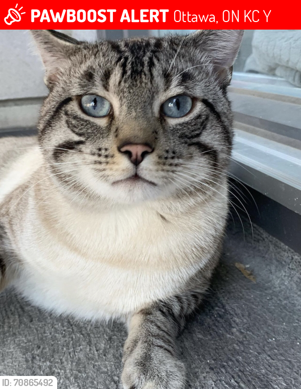 Ottawa, ON Lost Male Cat, Dracula Is Missing | PawBoost
