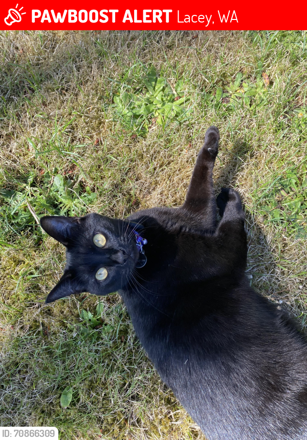 Lacey, WA Lost Female Cat, Luna Is Missing | PawBoost