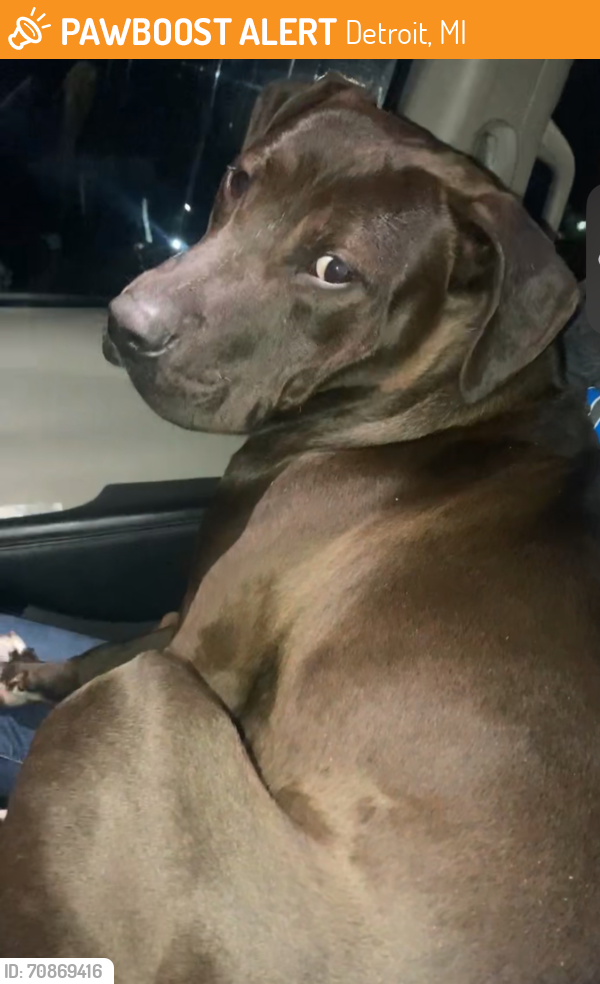 Detroit, MI Stray Male Dog Found Near Wyoming ave and Elmira | PawBoost