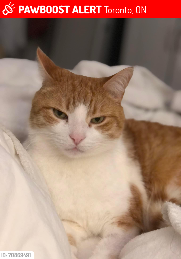Toronto, ON Lost Male Cat, Hank Is Missing | PawBoost