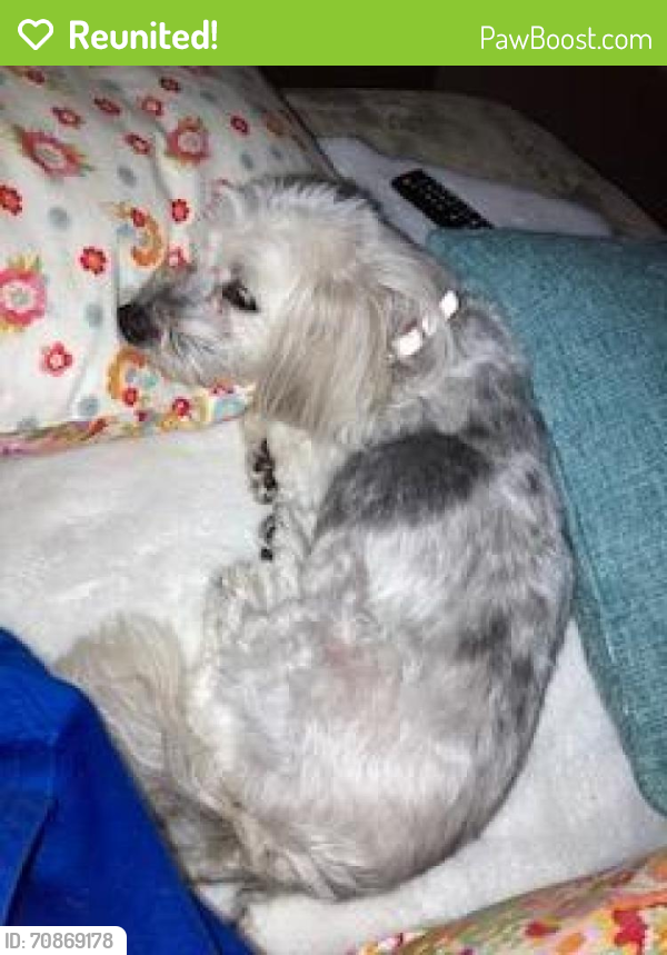 Reunited Female Dog in New York, NY 10018 (ID: 70869178) | PawBoost