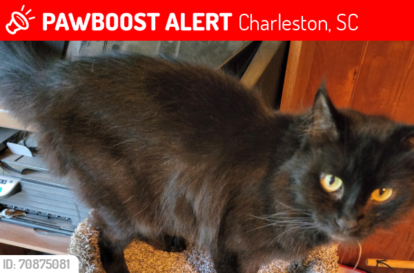 Charleston, SC Lost Female Cat, Midnight Is Missing | PawBoost