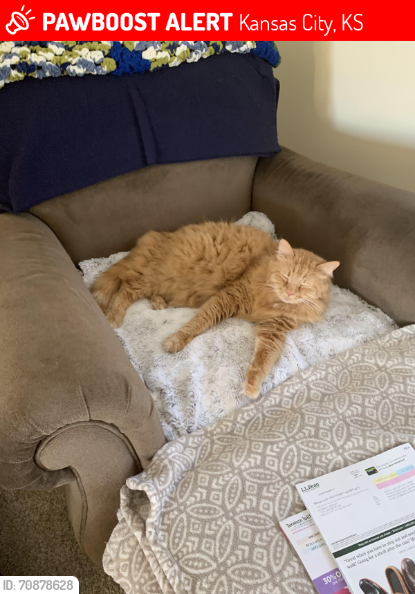 Kansas City, KS Lost Female Cat, Harley Is Missing | PawBoost