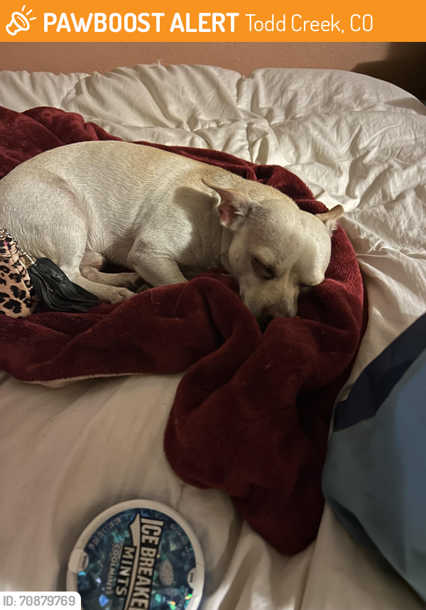 Todd Creek, CO Stray Male Dog Found Near 168th and Lima | PawBoost