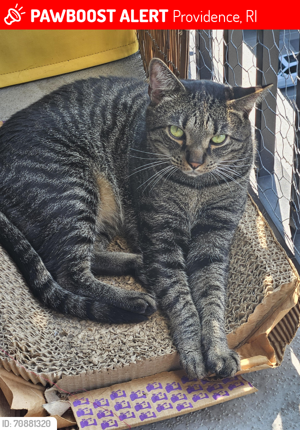 Providence, RI Lost Male Cat, Bruce Is Missing | PawBoost