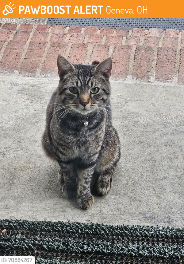 Geneva, OH Stray Male Cat Found Near NEAR HIGH SCHOOL IN ALOTMENT ...ON ...
