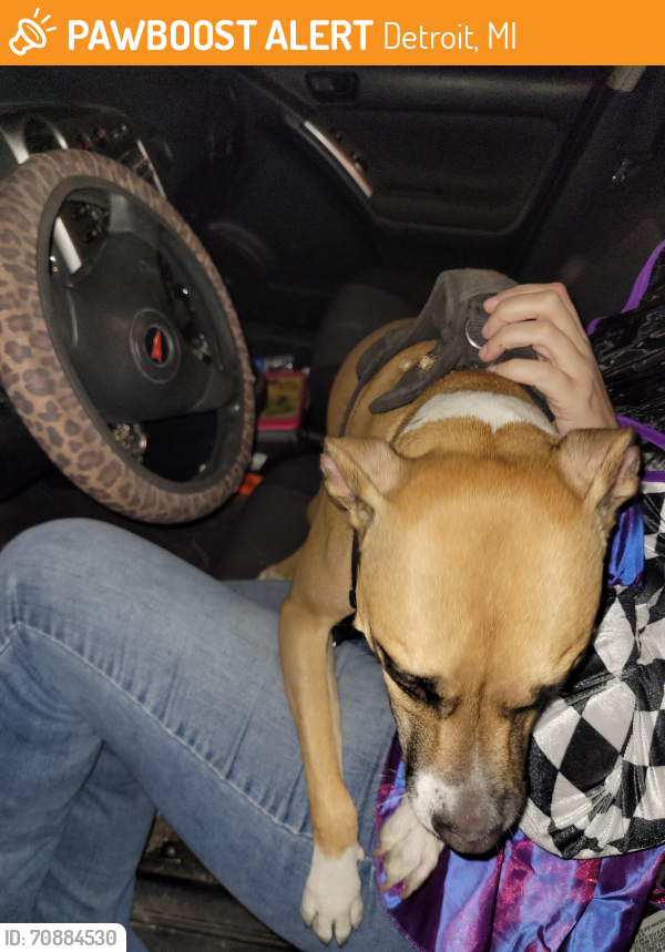 Detroit, MI Stray Female Dog Found Near John R and G. Blvd | PawBoost