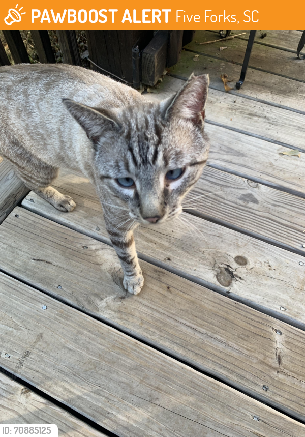 Five Forks, SC Stray Cat Found Near Bennett’s Bridge Road | PawBoost