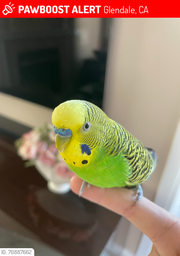Glendale, CA Lost Male Bird, Kesha Is Missing | PawBoost