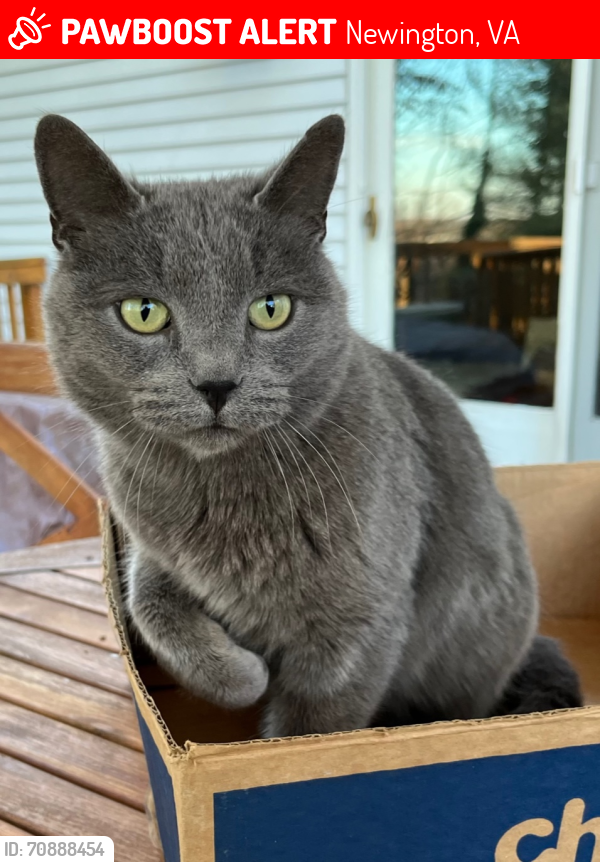 Newington, VA Lost Male Cat, Bogie Is Missing | PawBoost