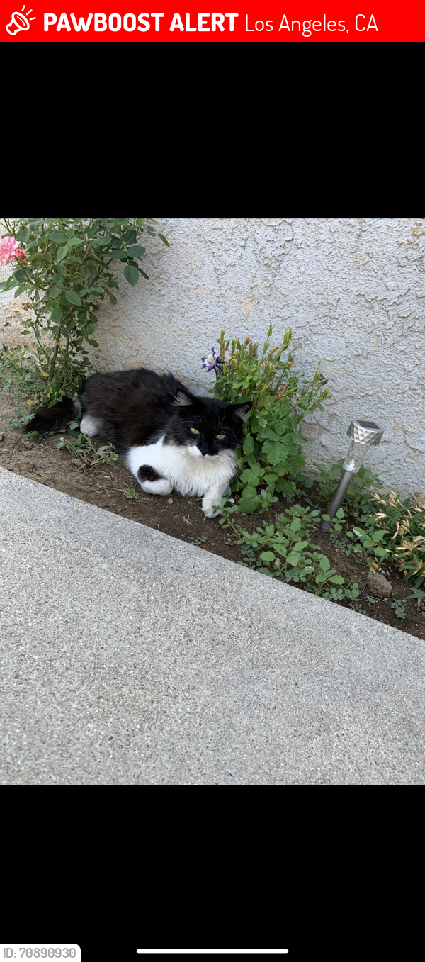 Los Angeles, CA Lost Male Cat, Loki Is Missing | PawBoost