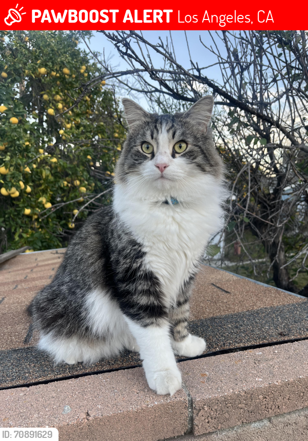 Los Angeles, CA Lost Male Cat, Finn Is Missing | PawBoost