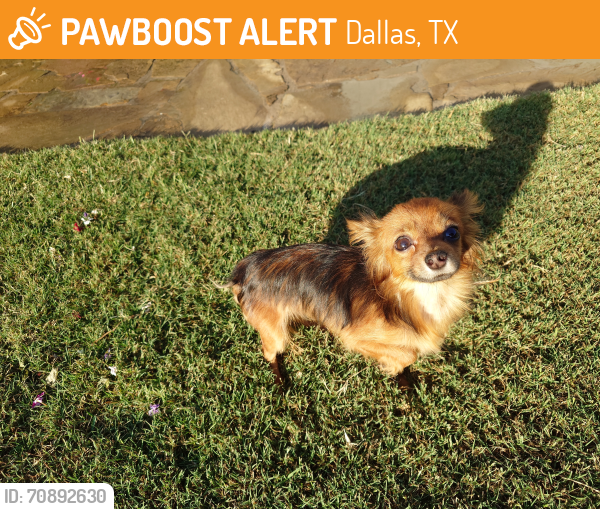 Dallas, TX Stray Female Dog Found Near Abrams & Royal | PawBoost