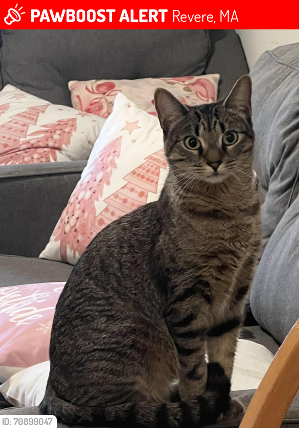 Revere, MA Lost Female Cat, Bonnie Is Missing | PawBoost