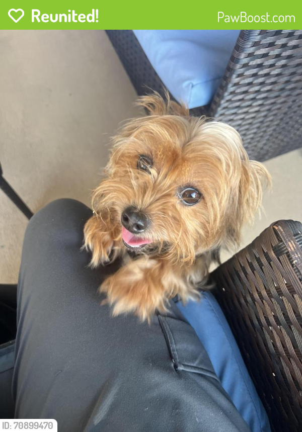 Reunited Dog in Gotha, FL 34734 (ID: 70899470) | PawBoost