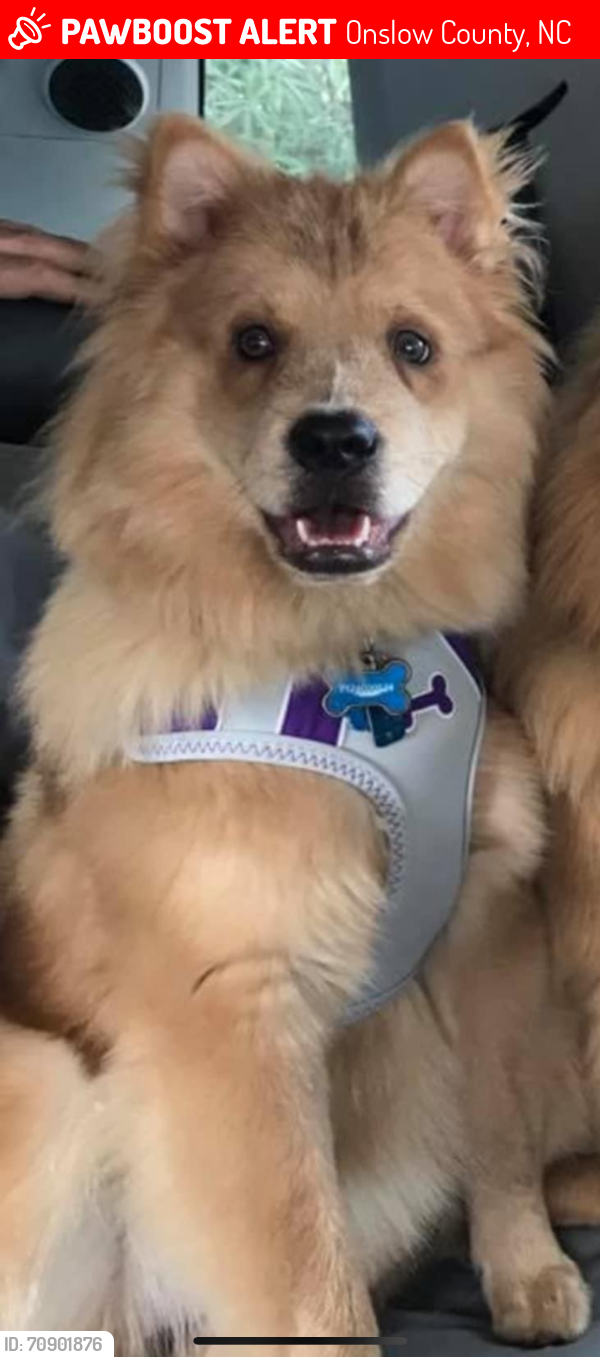 Onslow County, NC Lost Female Dog, Elsa Is Missing | PawBoost