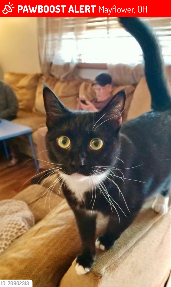 Mayflower, OH Lost Female Cat, Stella Is Missing | PawBoost