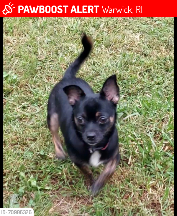 Warwick, RI Lost Female Dog, Willow Is Missing | PawBoost