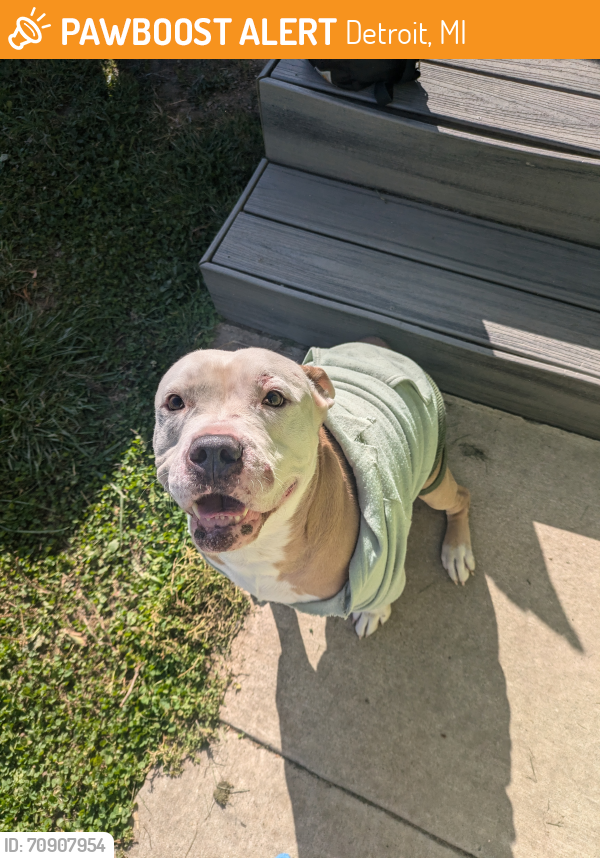Detroit, MI Stray Male Dog Found Near Mt Elliott St and Mack Ave | PawBoost