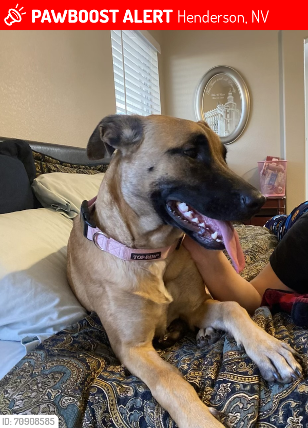 Henderson, NV Lost Female Dog, Sweet Pea Is Missing | PawBoost