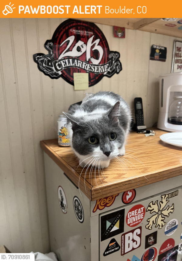 Boulder, CO Stray Female Cat Found Near South Boulder and 42 | PawBoost