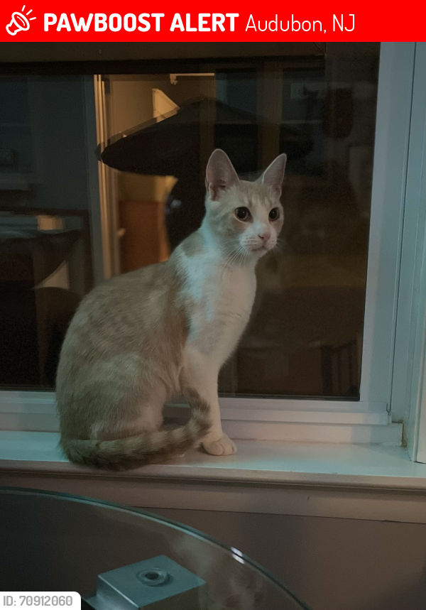 Audubon, NJ Lost Female Cat, Ginger Is Missing | PawBoost