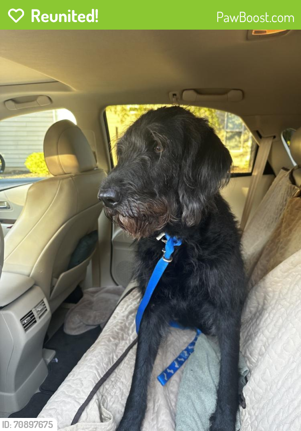 Reunited Dog in Simpsonville, SC 29681 (ID: 70897675) | PawBoost