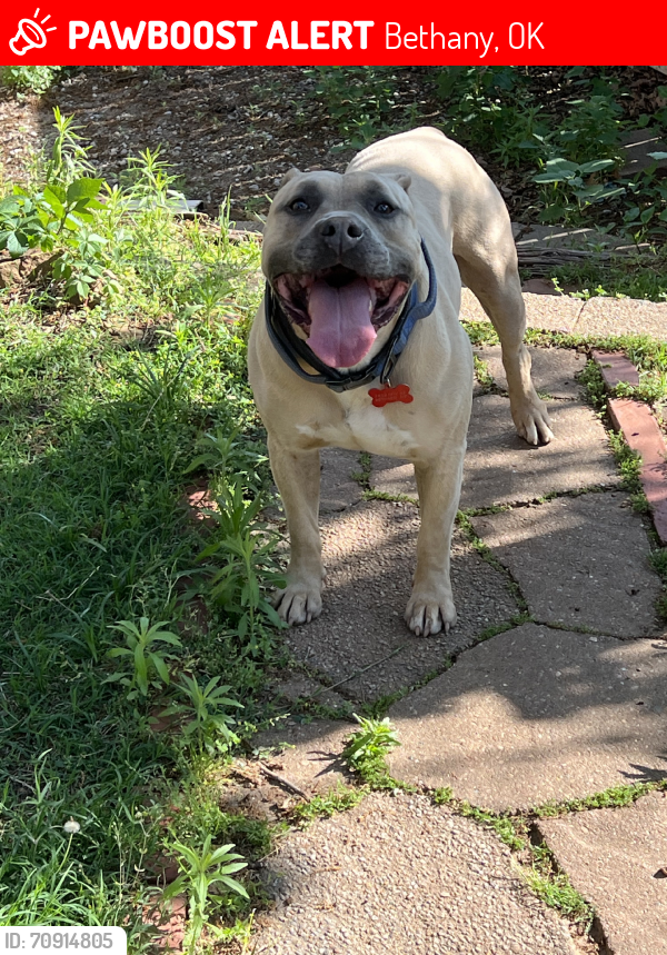 Bethany, OK Lost Male Dog, Raider Is Missing | PawBoost