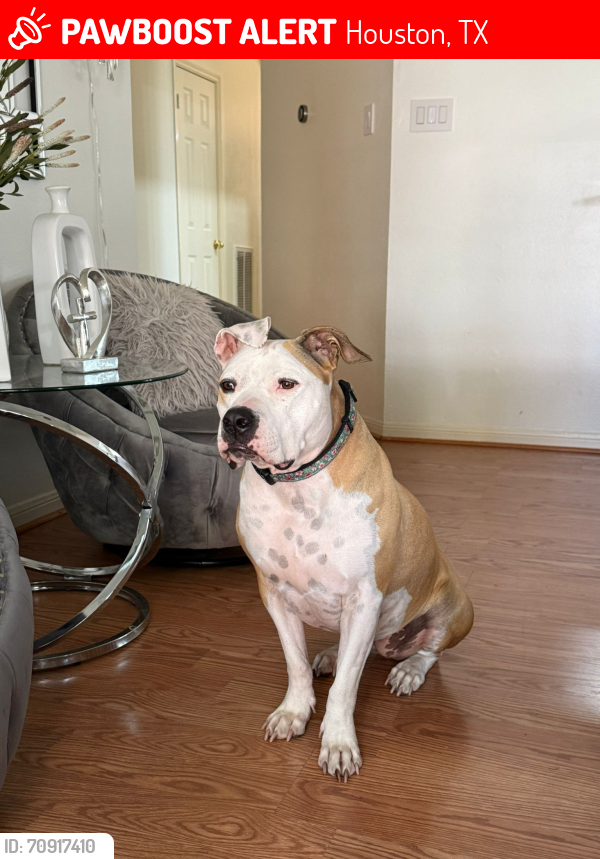 Houston, TX Lost Female Dog, Nala Is Missing | PawBoost