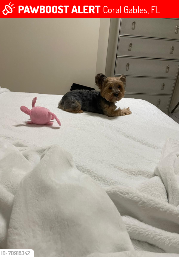 Coral Gables, FL Lost Female Dog, Kiara Is Missing | PawBoost