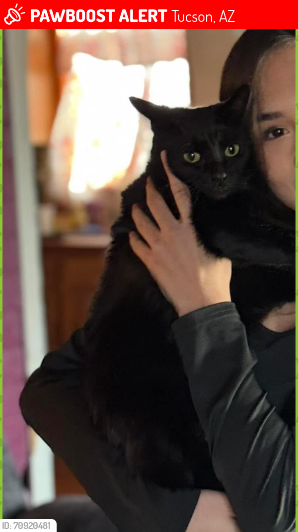 Tucson, AZ Lost Female Cat, Phoenix Is Missing | PawBoost